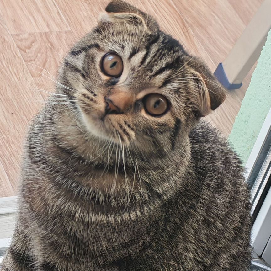 Шотландский вислоухий короткошёрстный кот, вязка