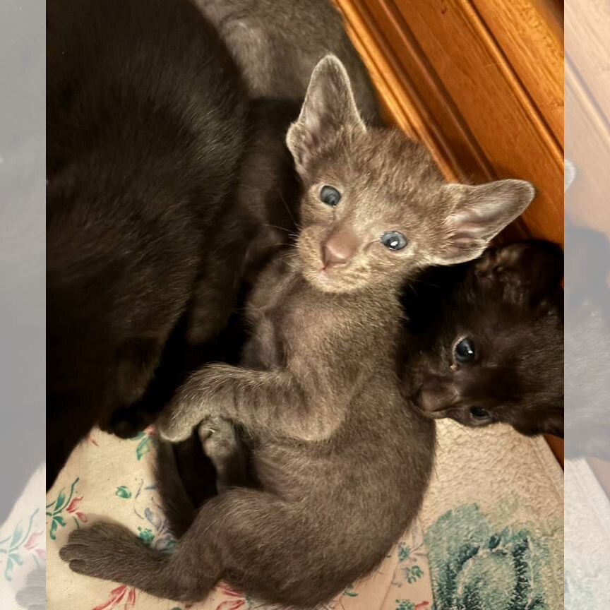 Ориентальные котята