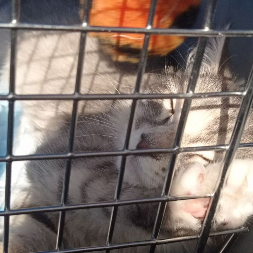 Бездомная кошечка, в добрые руки