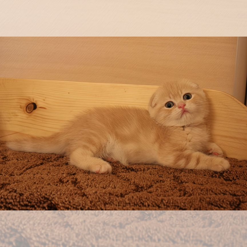 Шотландский вислоухий короткошёрстный котёнок