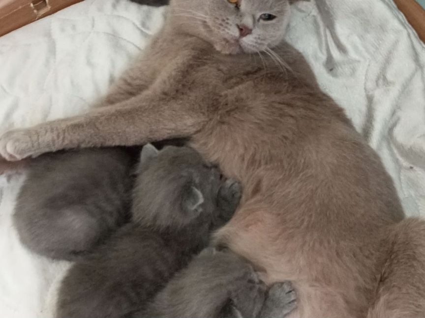 Шатланские вислоухие котята