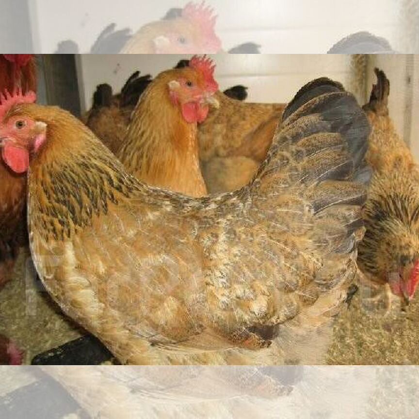 Куры молодки несушки