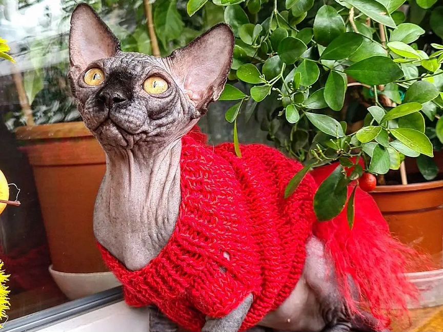 Чёрная принцесса