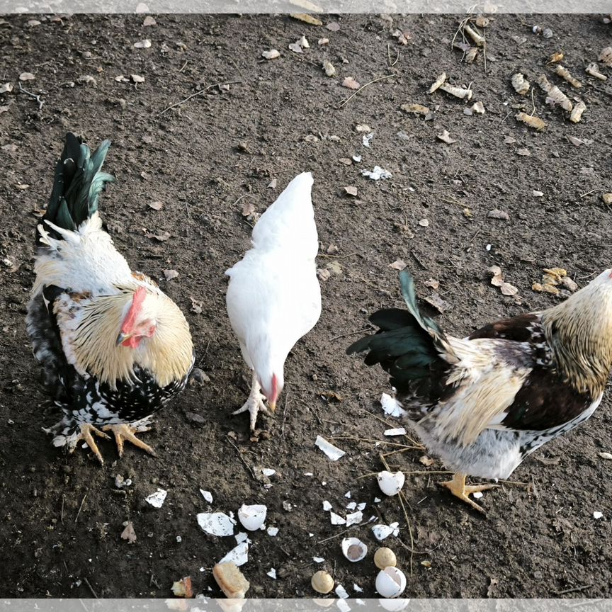 Петухи домашние