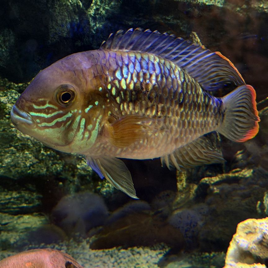 Акара бирюзовая