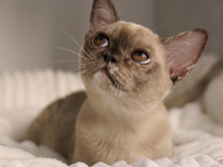 Европейская бурма котенок