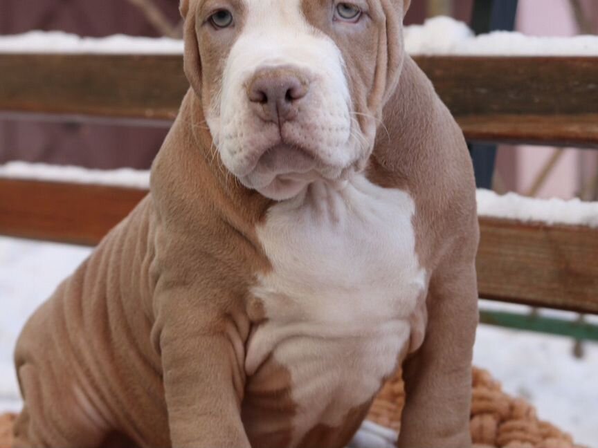 Американский булли