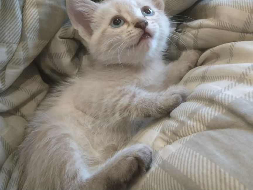 Котёнок редкого окраса