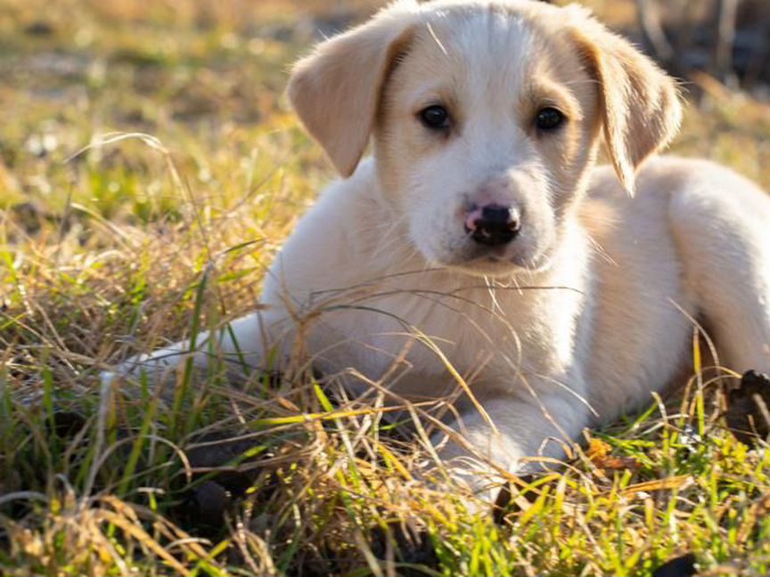 Щенки на улице