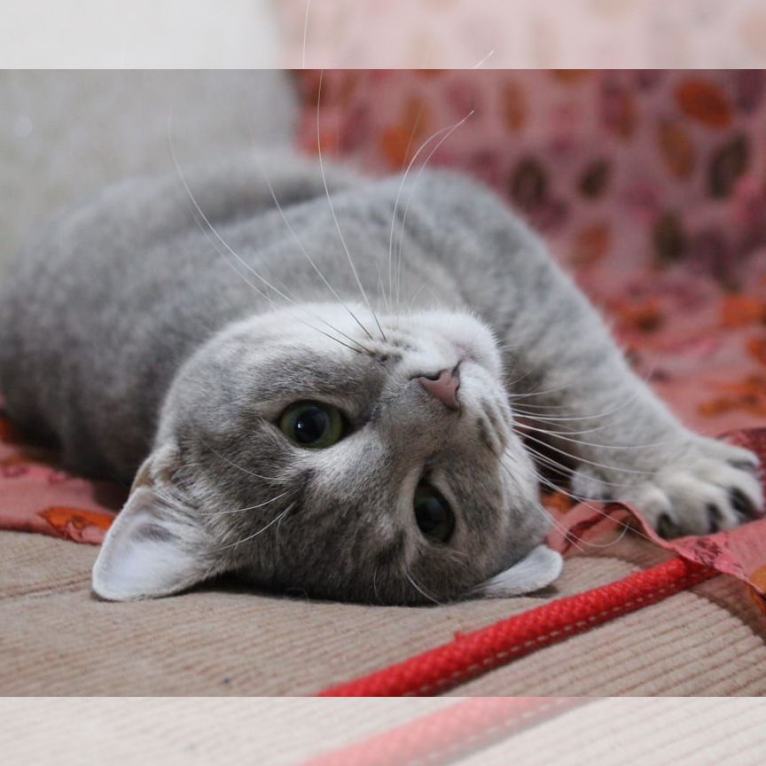 Кошечка Боня