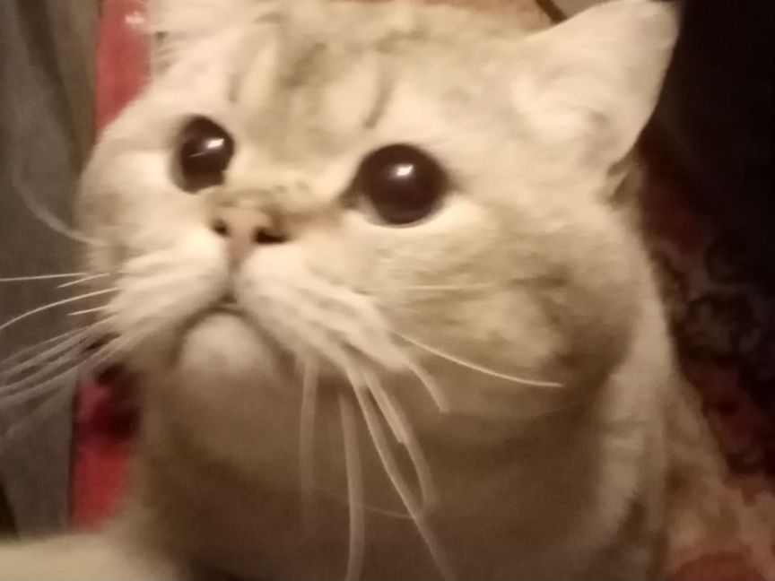 Шотландский кот