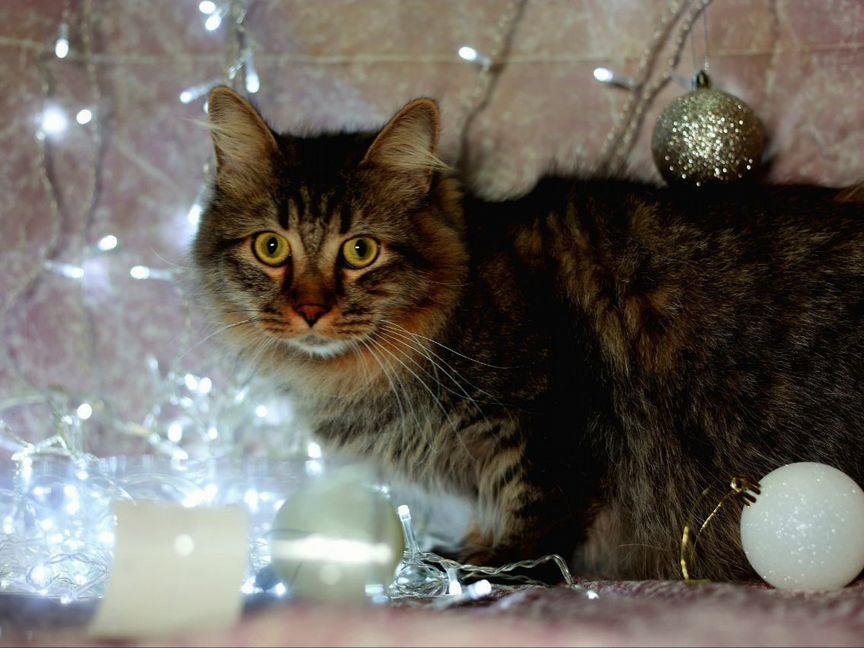 Котик Оникс