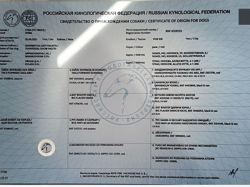 Сиба ину кобель вязка