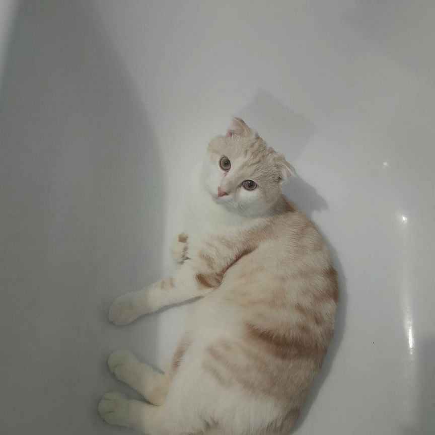Шотландский кот на вязку