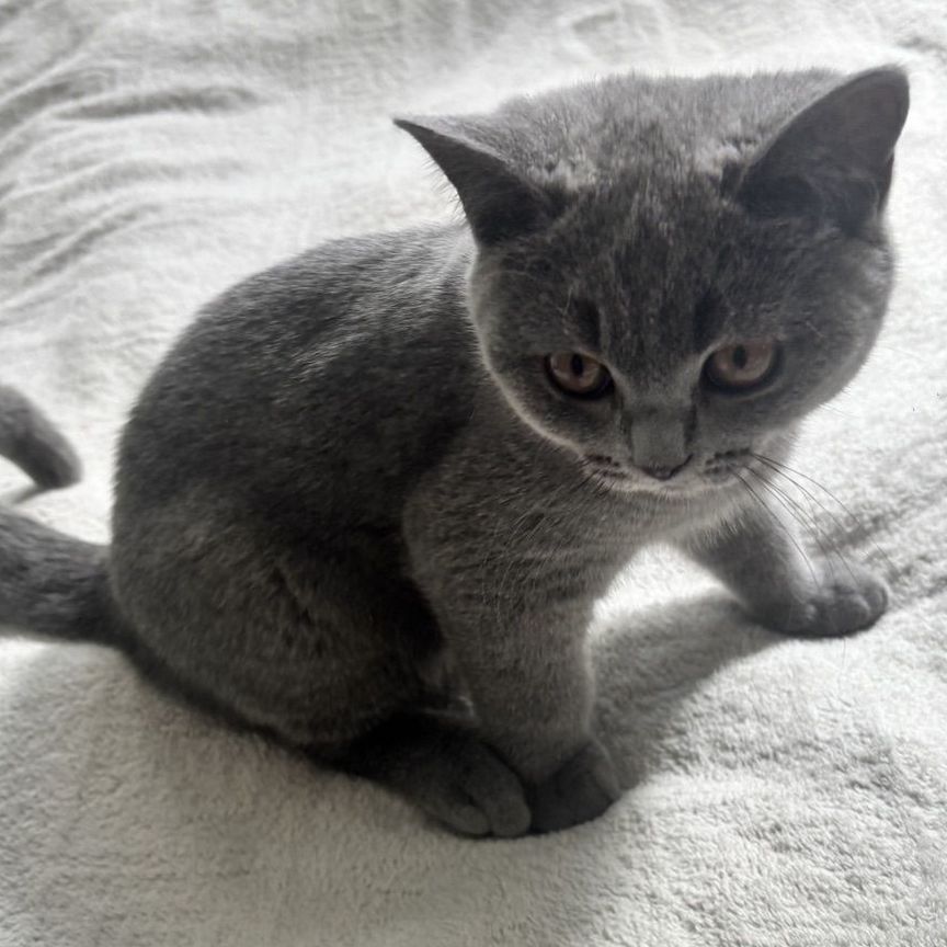 Британский короткошёрстный котёнок