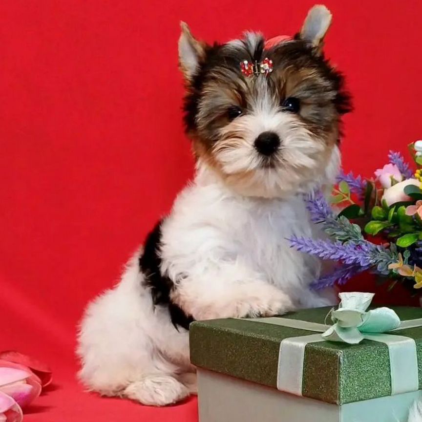 Бивер-йоркширский терьер, щенок