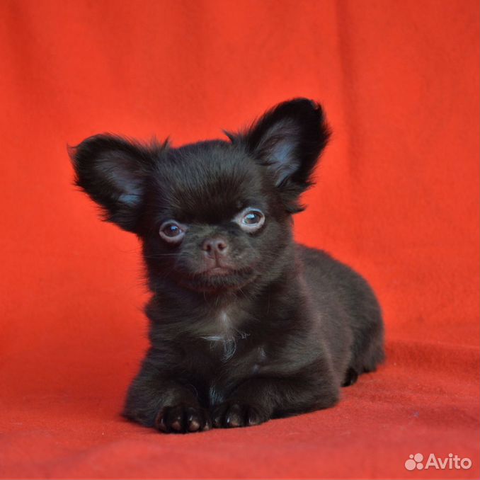 Малыш чихуашка