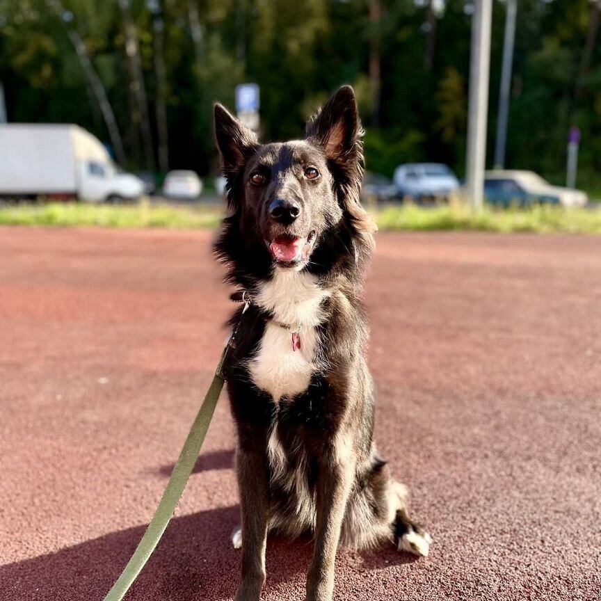 Собака в добрые руки