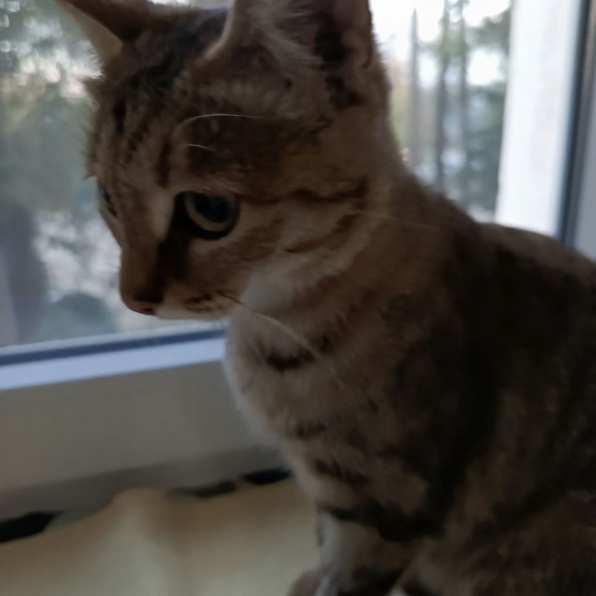 Малышка ищет дом