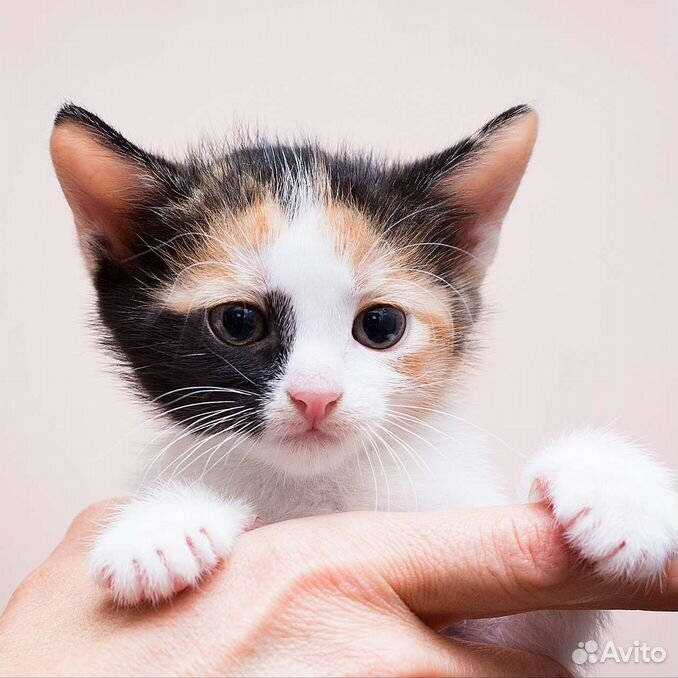 Котята с Донбасса