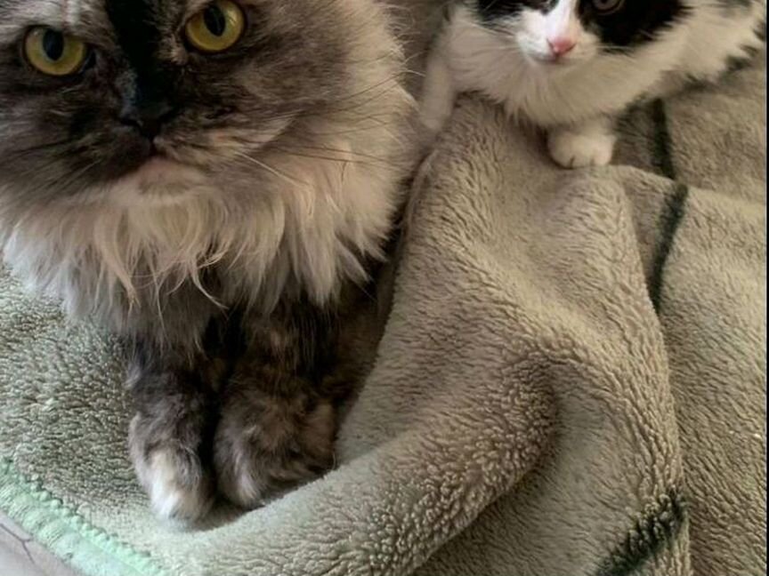 Котята в добрые руки