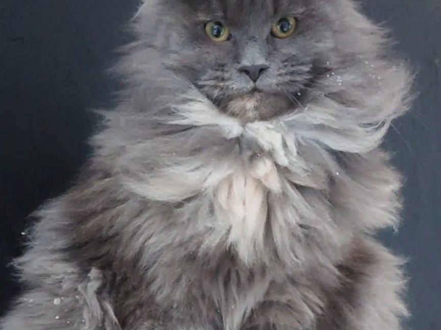 Котенок Мейн-Кун с правом разведения Девочка