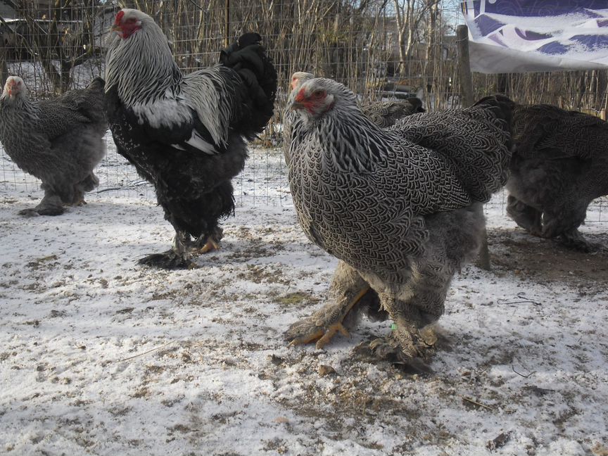 Брама темная яйцо, цыплята, подростки, взрослая