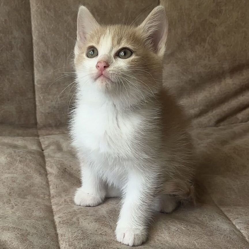 Бело рыжий котенок