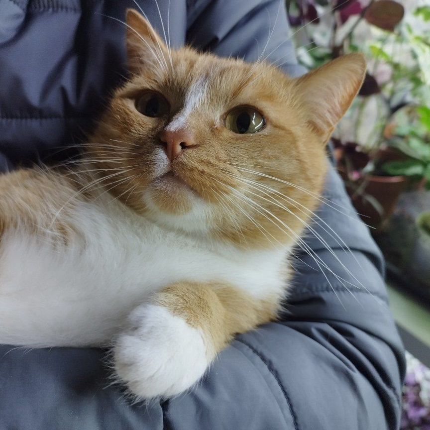 Сладкий мальчик Джем брошен на автостоянке