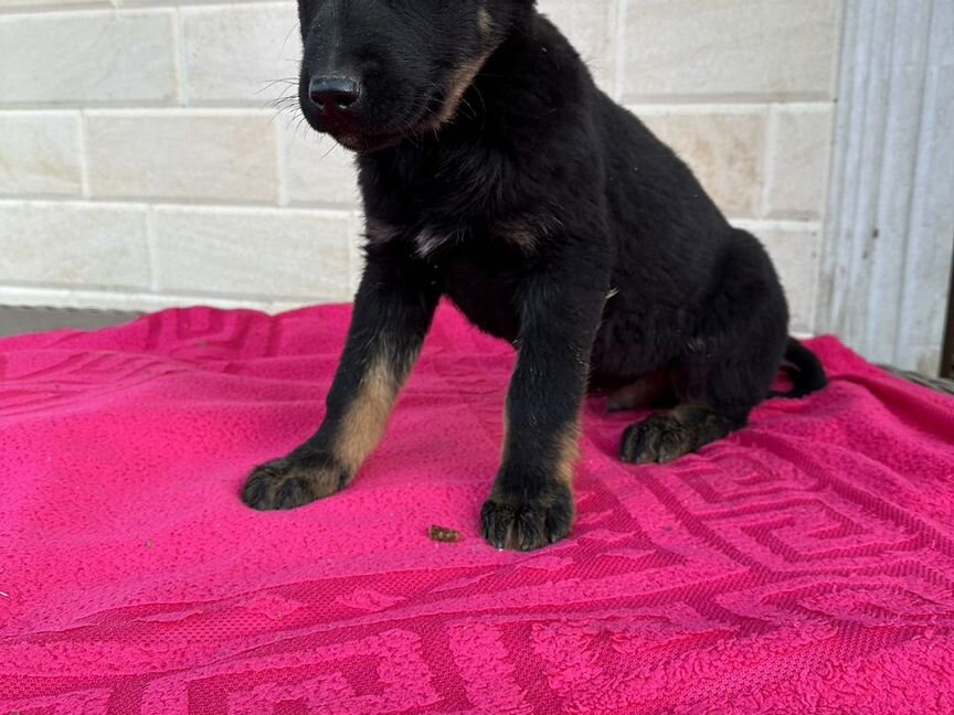 Подкинули щенков