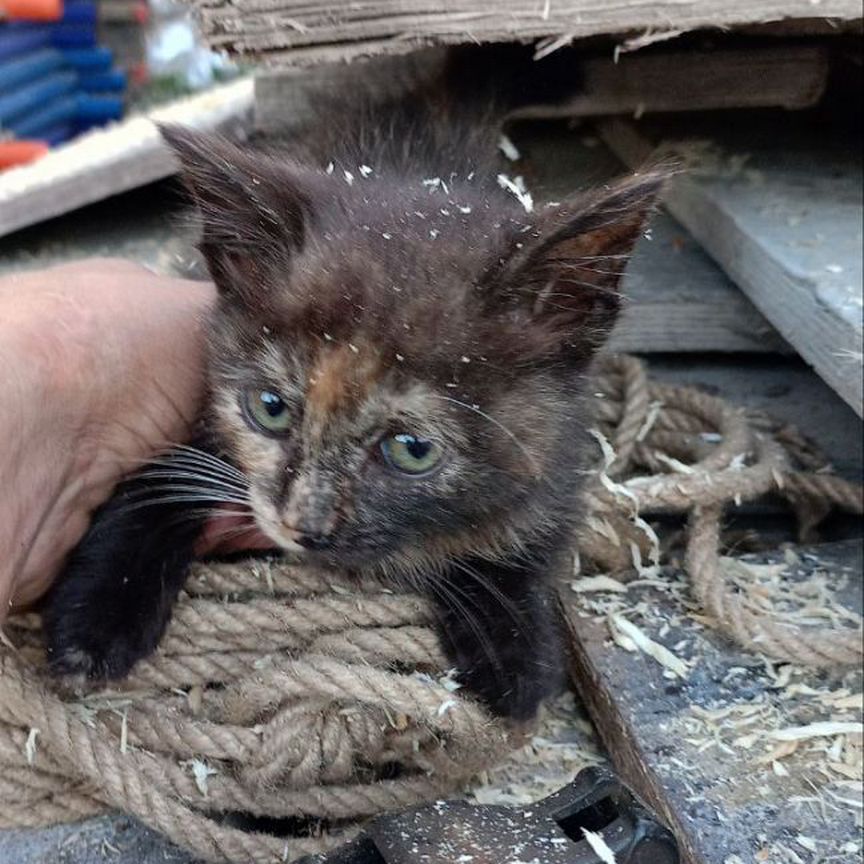 Котенок девочка в добрые руки