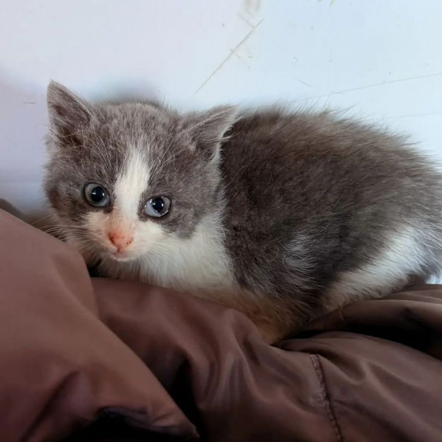 Котёнок в добрые руки