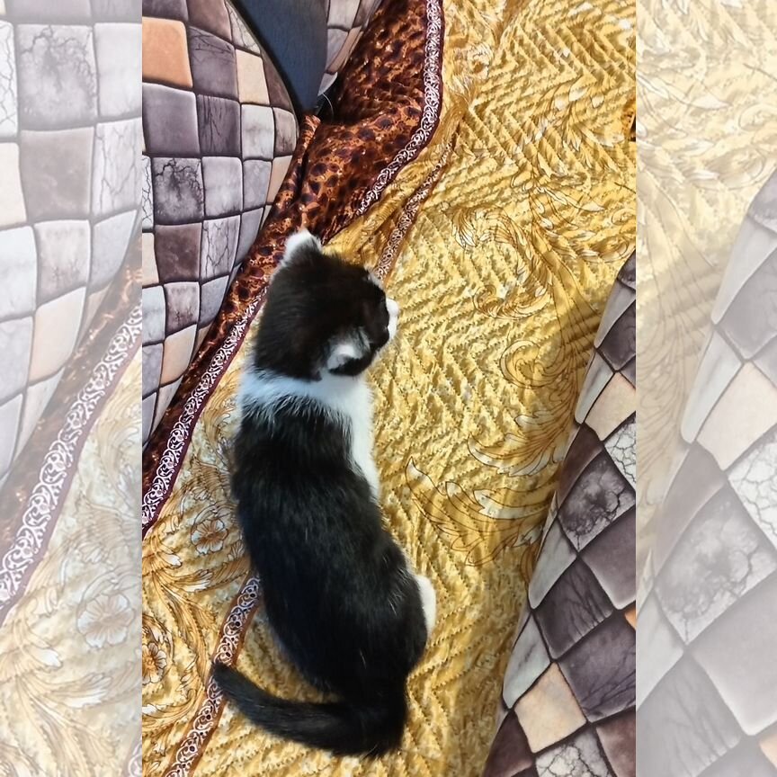 Котик