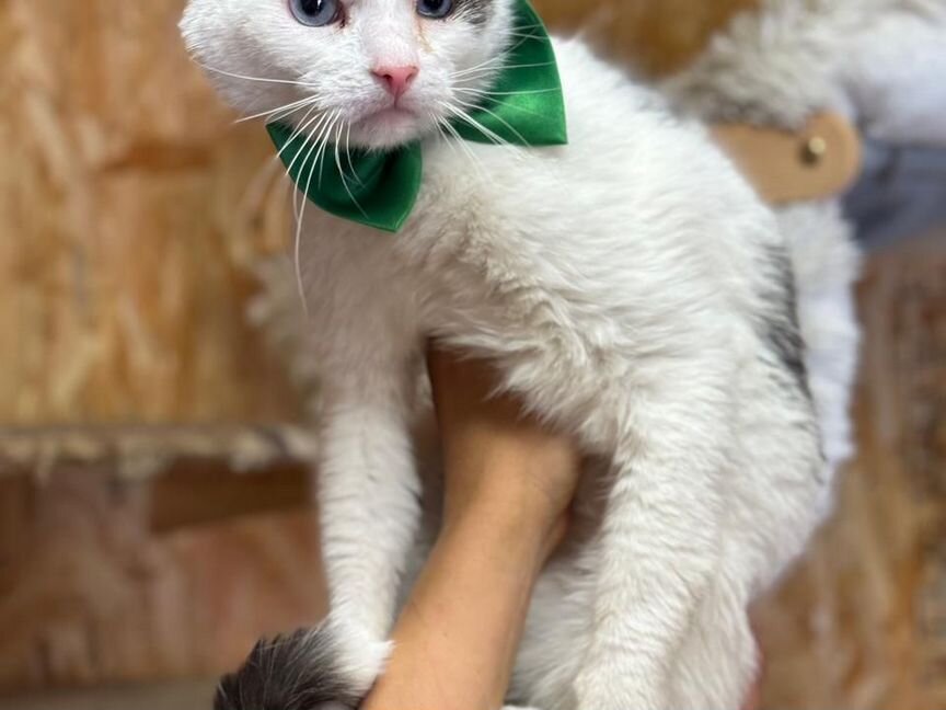 Кот Ошо из приюта