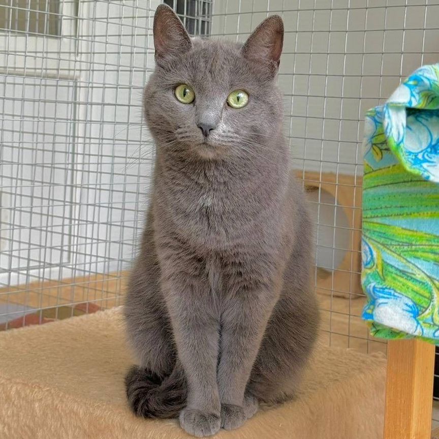 Русская голубая, взрослая кошка