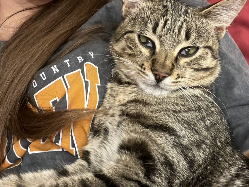 Кошка