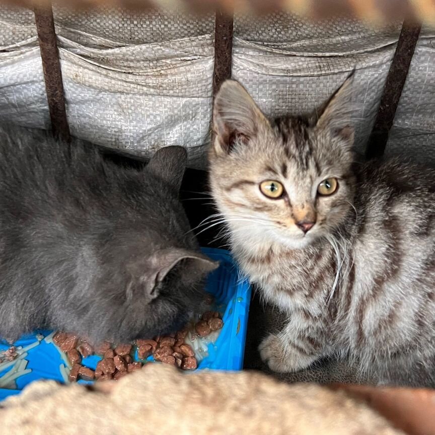 Маленький котенок и его мама ищут дом