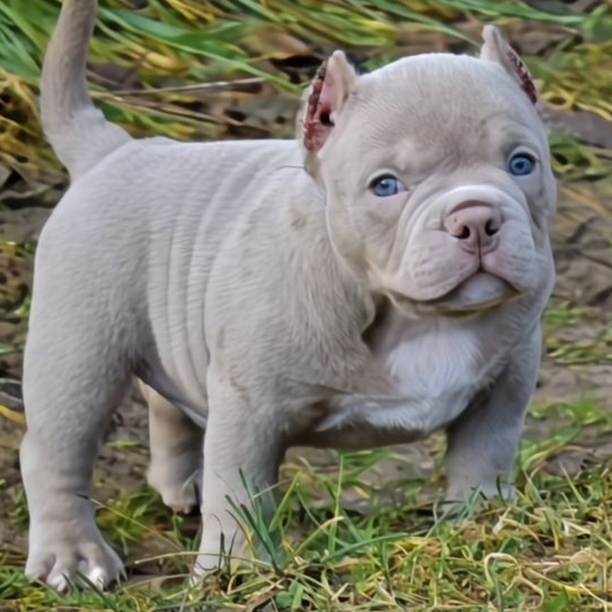 Американский булли, щенок