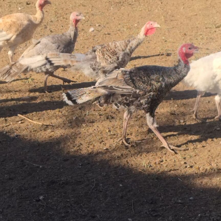 Индюки и индюшки