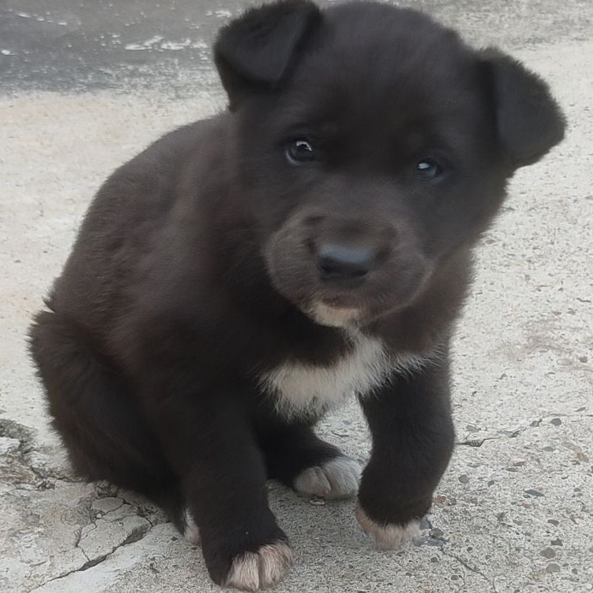 Щенок в добрые руки