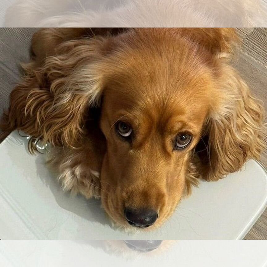 Английский кокер-спаниель, взрослая собака