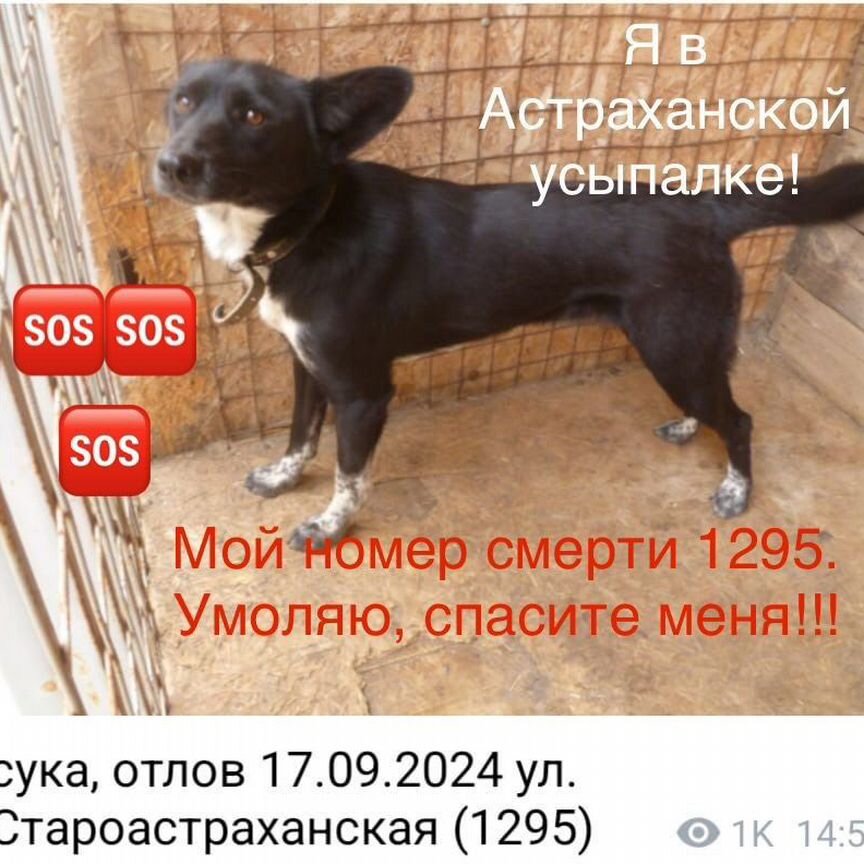 Собака на усыпление в добрые руки
