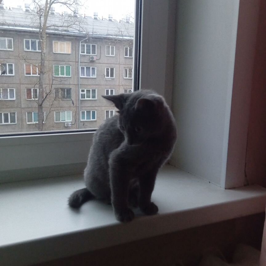 Отдам в добрые руки