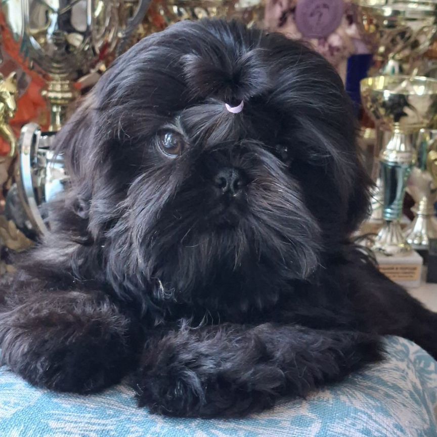 Ши-тцу, щенок