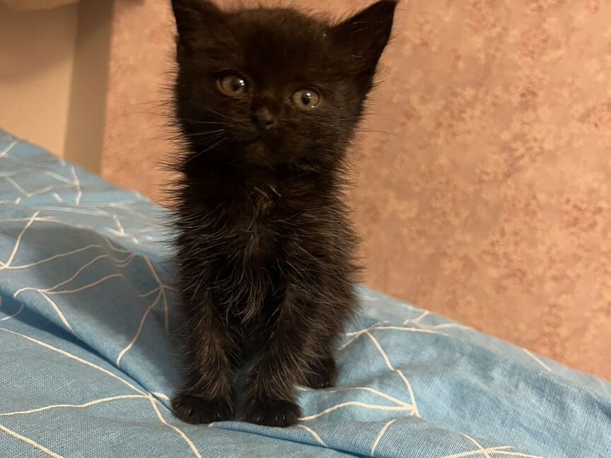 Котянок в добрые руки