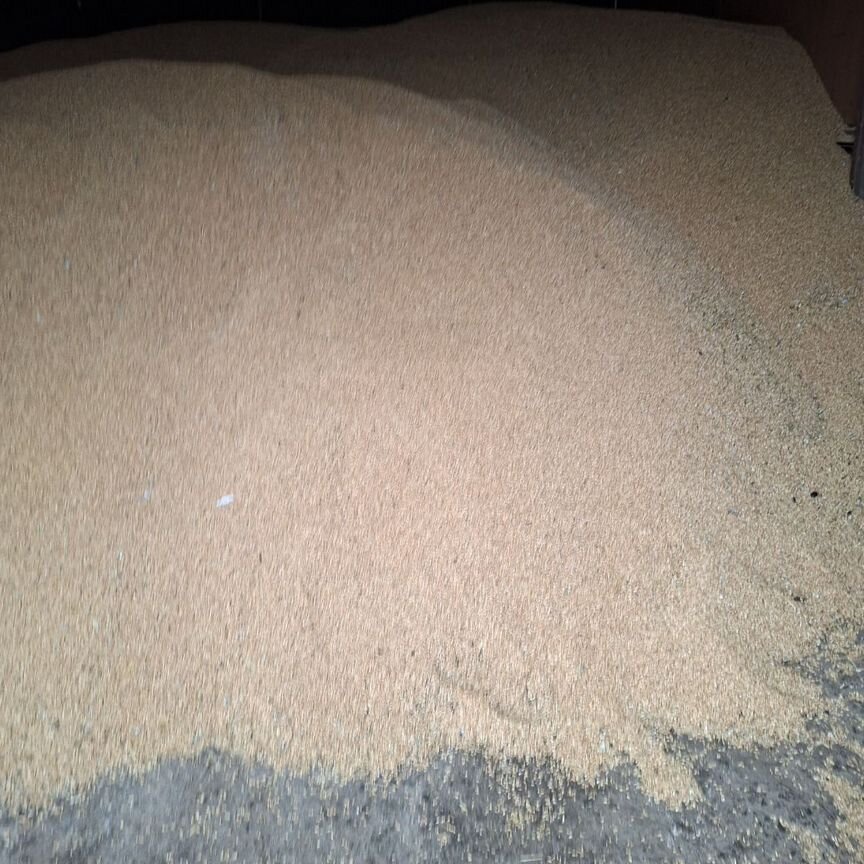 Пшеница 3 класс