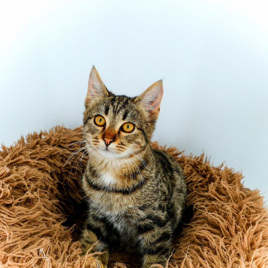 Котенок в добрые руки отдам бесплатно