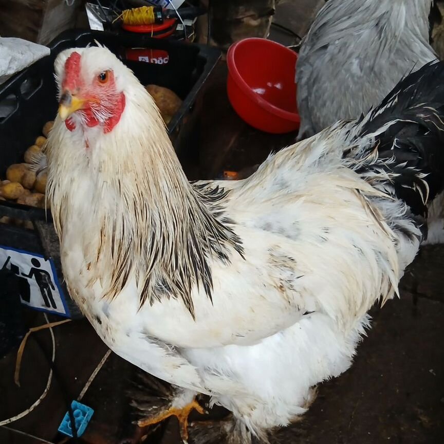 Продам петушков брама Колумбия Лаванда