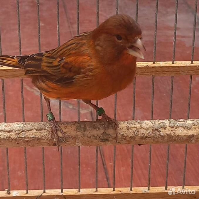 Кенара и канарейки