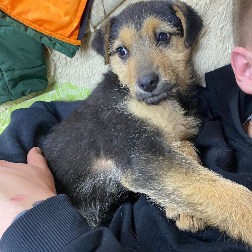 Щенок в добрые руки